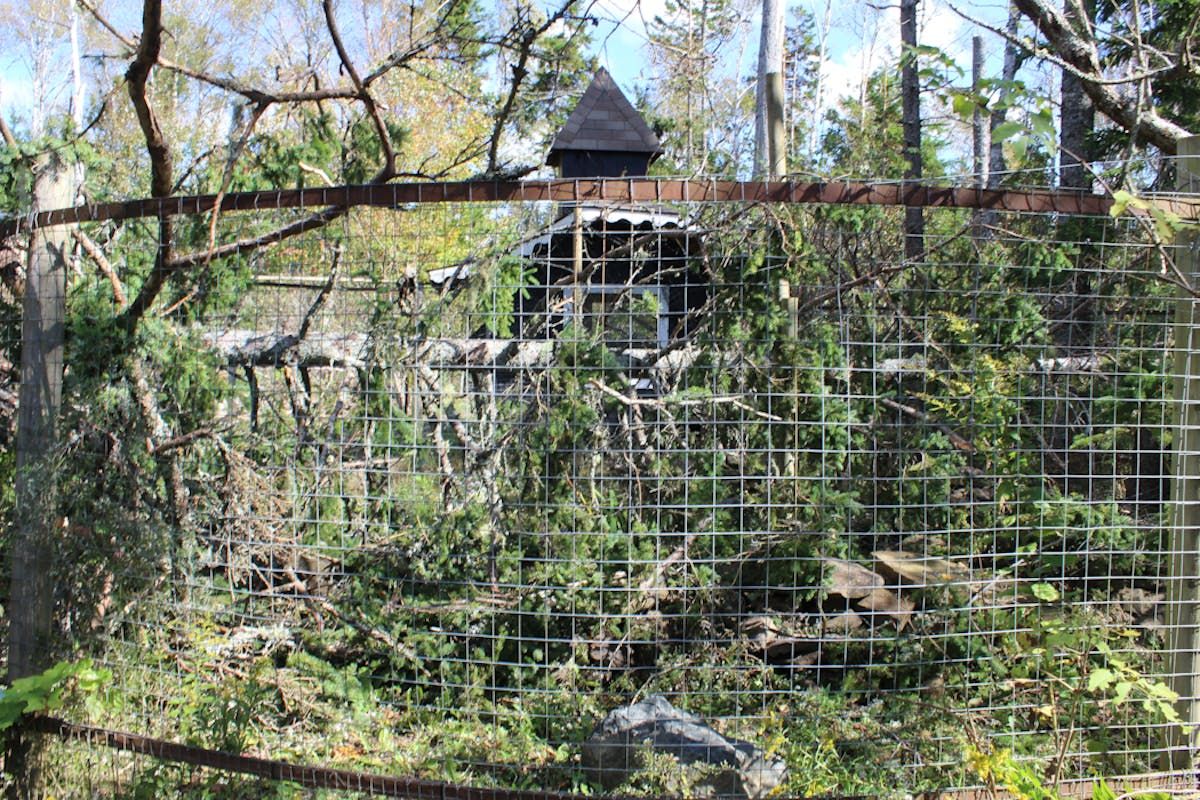 'We lucked out (overall)': Upper Economy farm loses four emus to Fiona ...