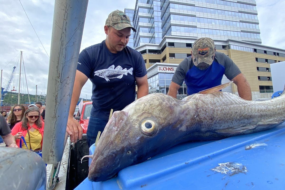 'We need the cod fish to survive': FFAW-Unifor distributes free fish to ...