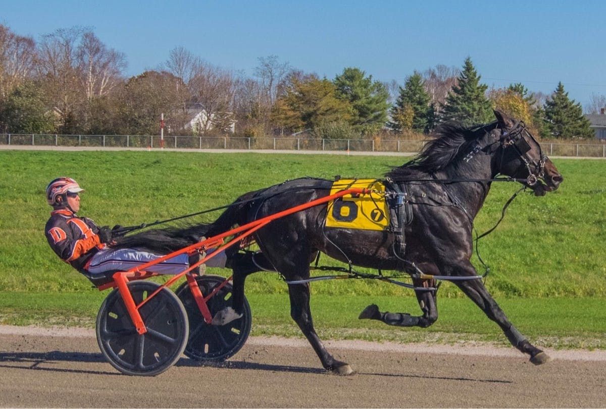 Welcome back: Rotten Ronnie wins in return to Northside Downs | PNI ...