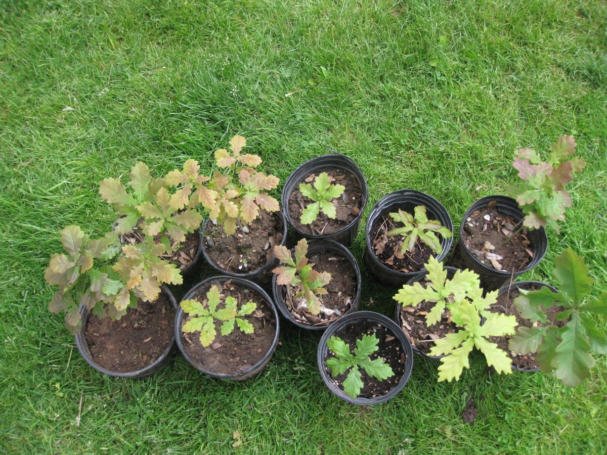 WENDY ELLIOTT: A tree carries ‘history in its genetics’ | PNI Atlantic News