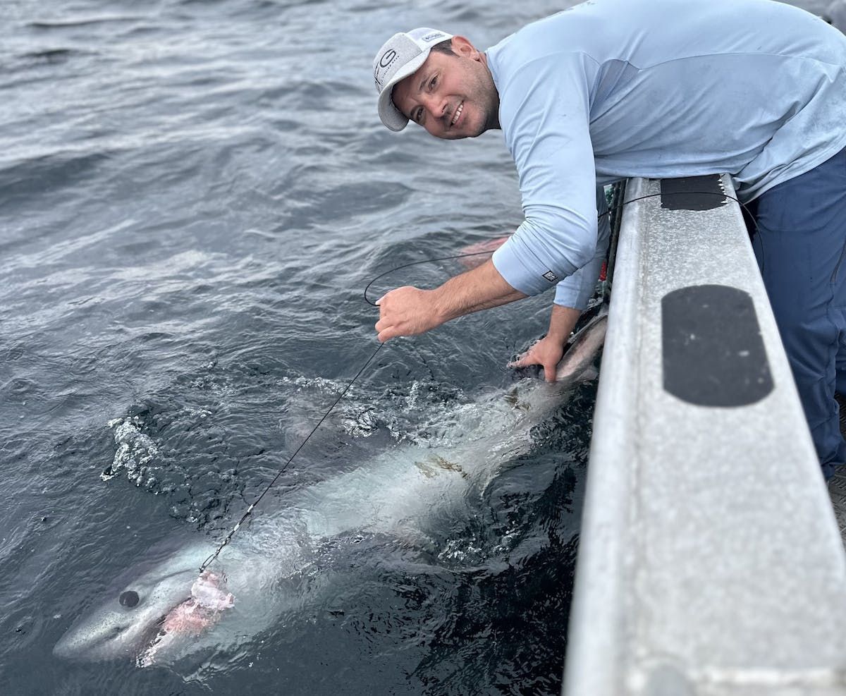 When predator becomes prey: Inadvertent shark encounters common while ...