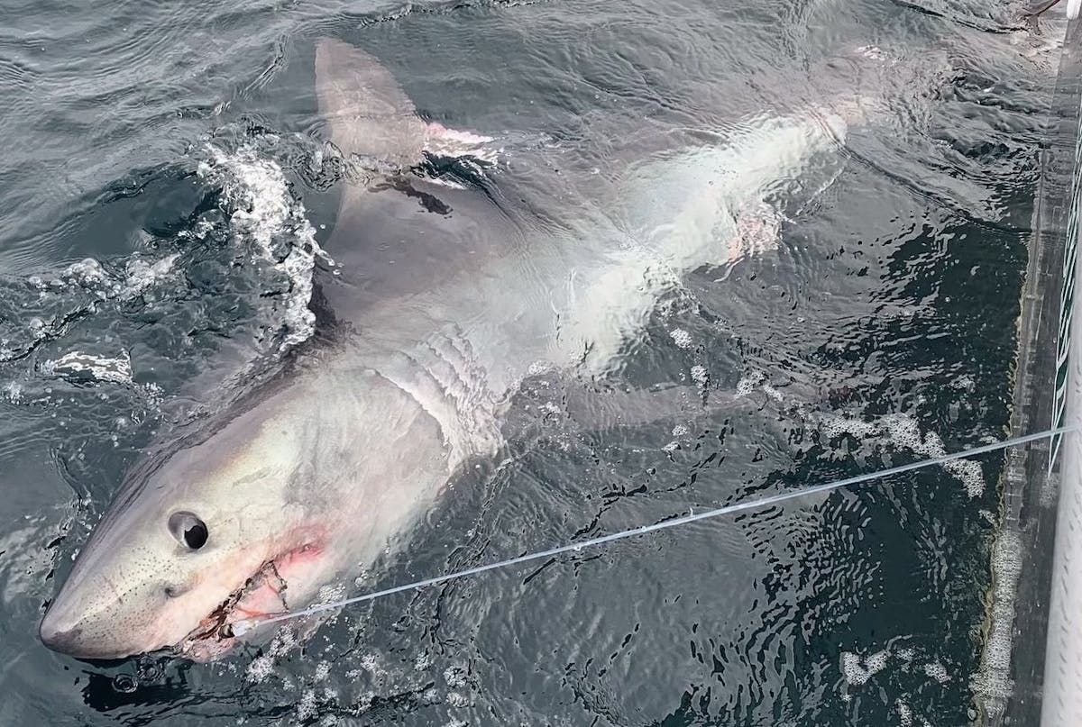 When predator becomes prey: Inadvertent shark encounters common while ...