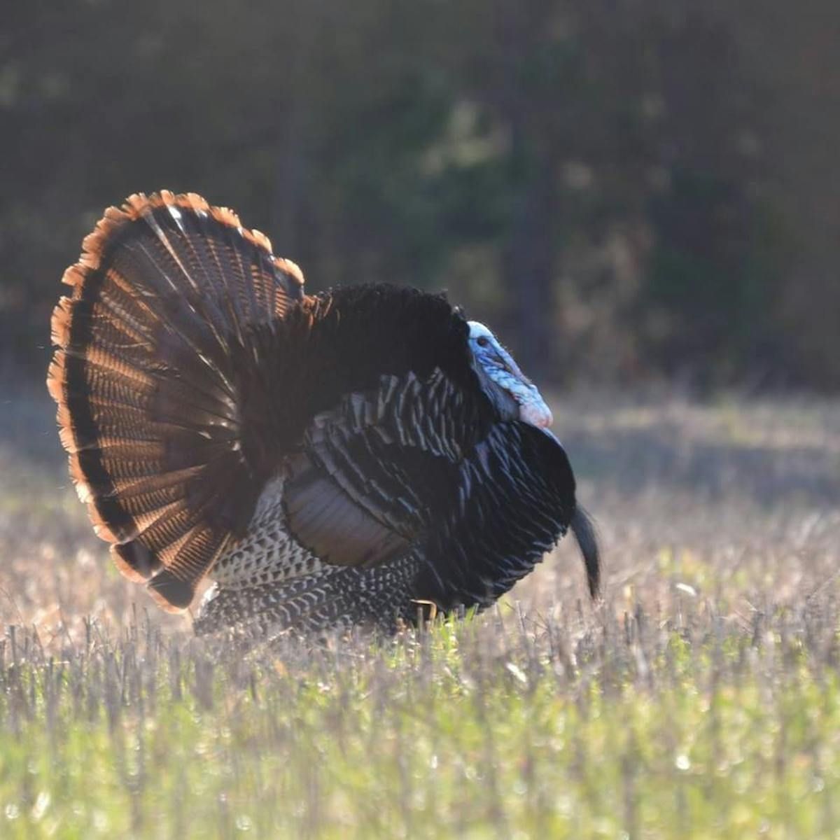 Group looks forward to turkeys running wild in Nova Scotia | PNI ...
