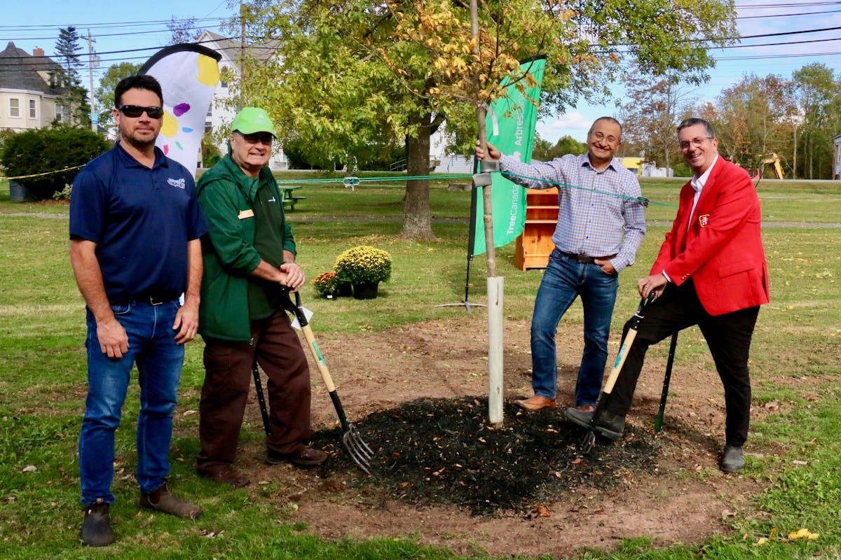 Windsor, N.S., project aims to breathe new life into Victoria Park tree ...