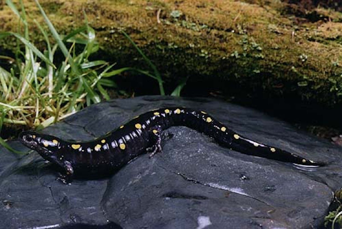 Maple Tree Lane: A closer look at salamanders of Nova Scotia | PNI ...
