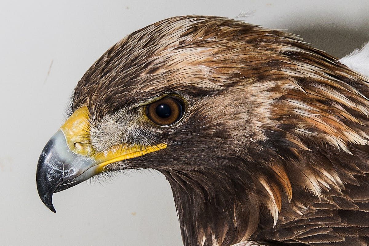 Golden eagle rescued by crew of Cape Sable Island lobster vessel ...
