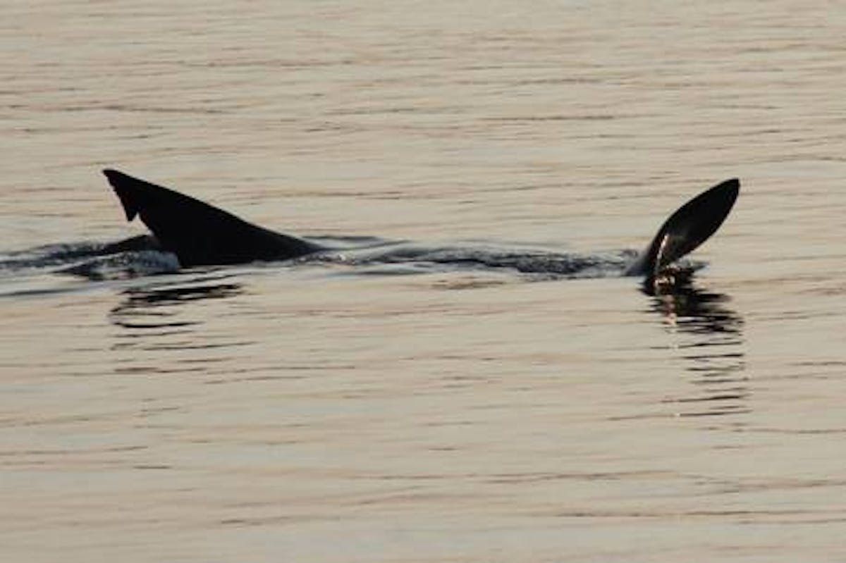 Why whales and sharks are swimming in shallow waters around Brier, Long ...