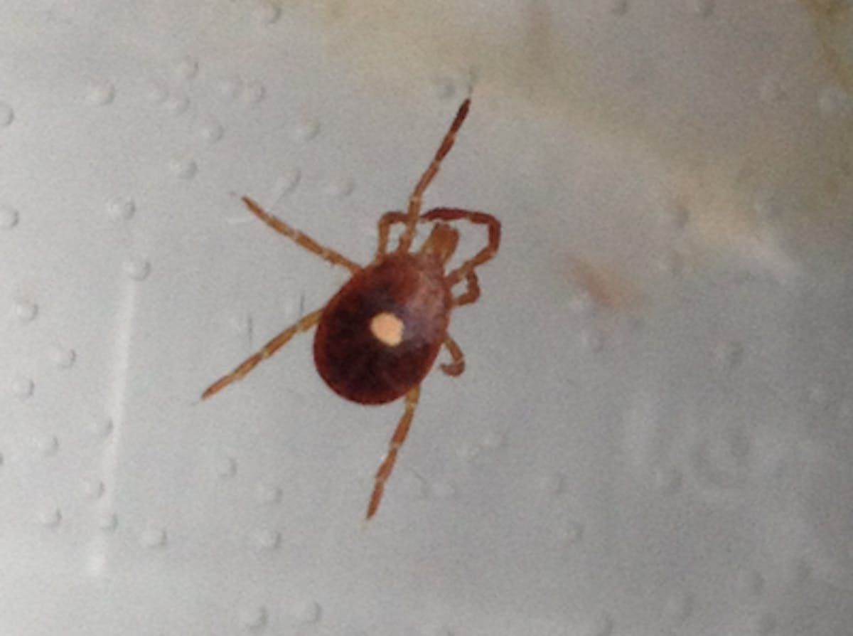 No need to panic over report of lone star tick in Nova Scotia | PNI ...