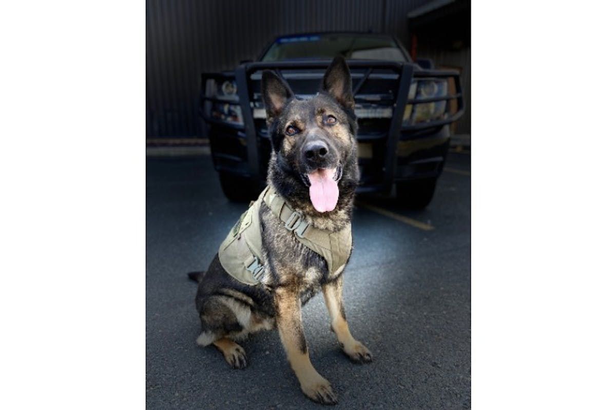 Special connection between RCMP dogs, handlers helps bring people home ...