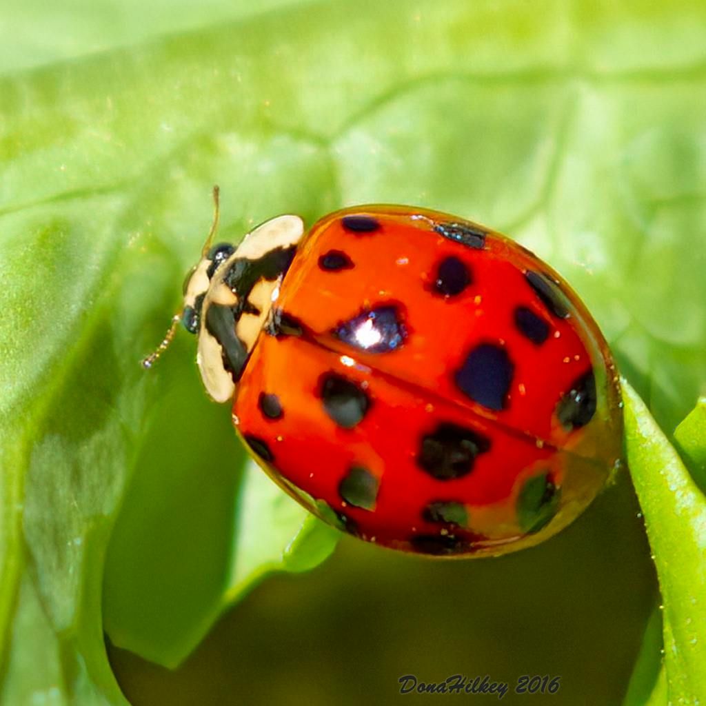 How to deal with some invasive insects found in P.E.I. homes | PNI ...