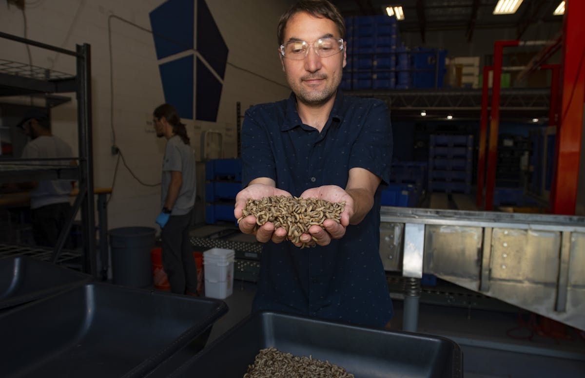 Halifax company Oberland Agriscience gets tons of bugs out | PNI ...