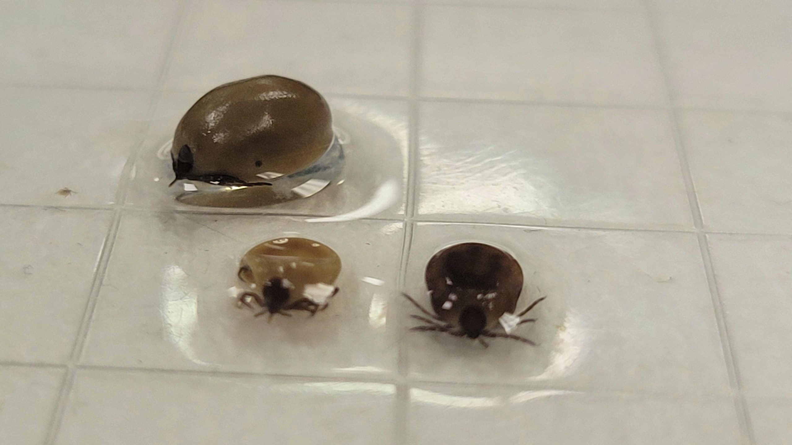 'Every day is different': Living with Lyme disease in P.E.I., and what ...