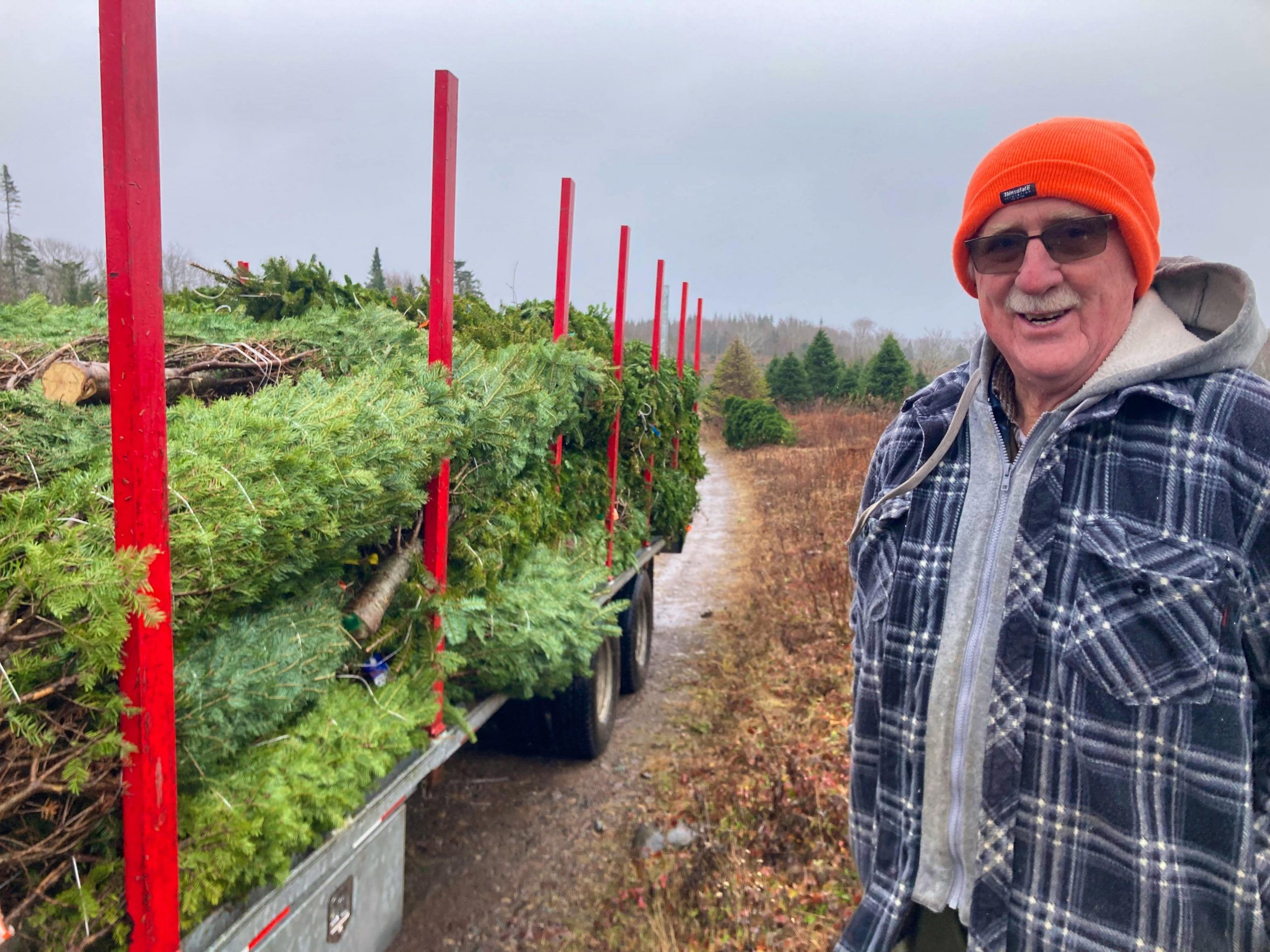Harvesting Christmas at Giants Lake Balsam Fir in N.S. | PNI Atlantic News