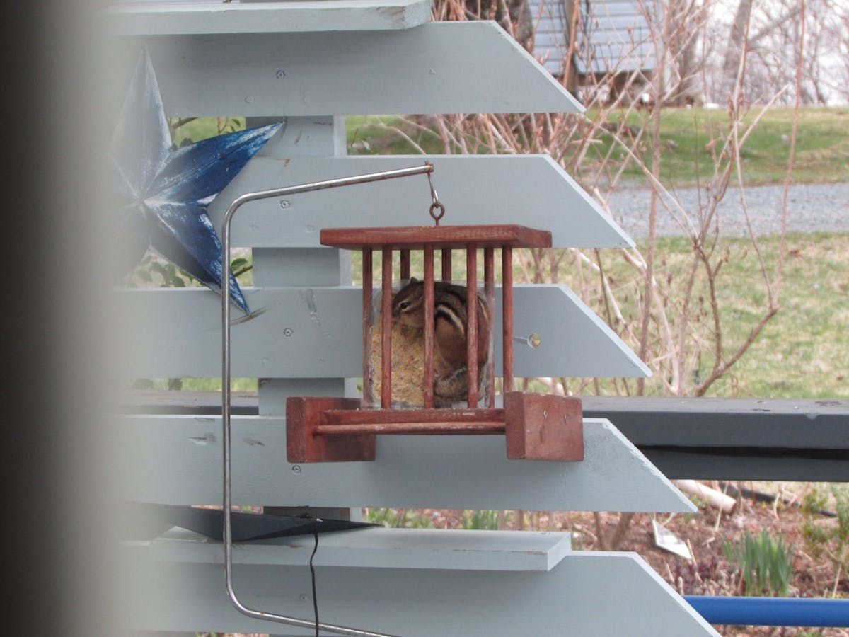CINDY'S SNAPSHOT: "Chipmunk finds Smorgasbord" | PNI Atlantic News