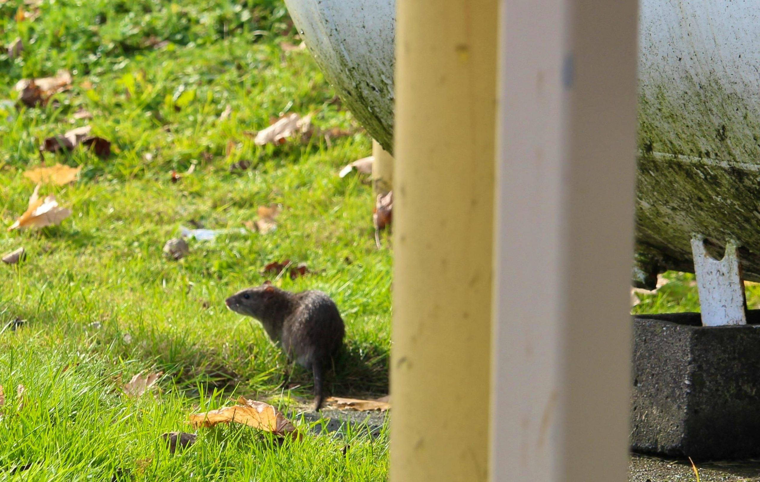 'It's gotten really bad'; Rats near Cape Breton coffee shop causing ...