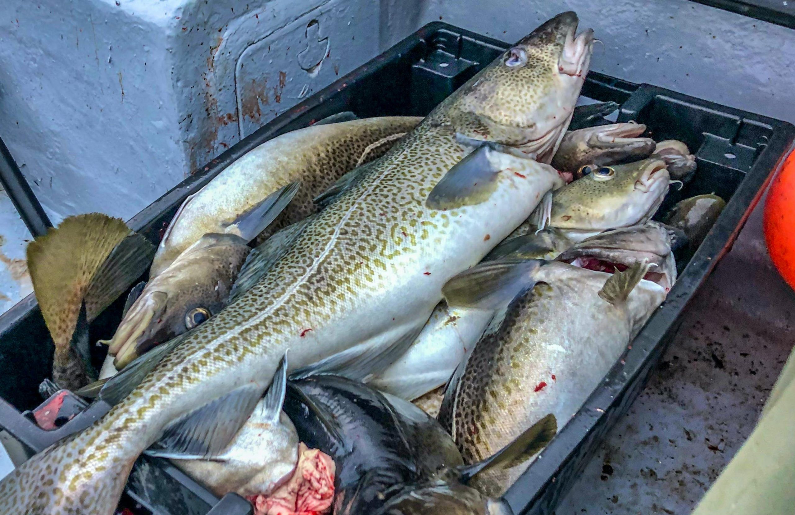 Stocks low, stakes high: Critical state of 3PS cod sparks debate over ...