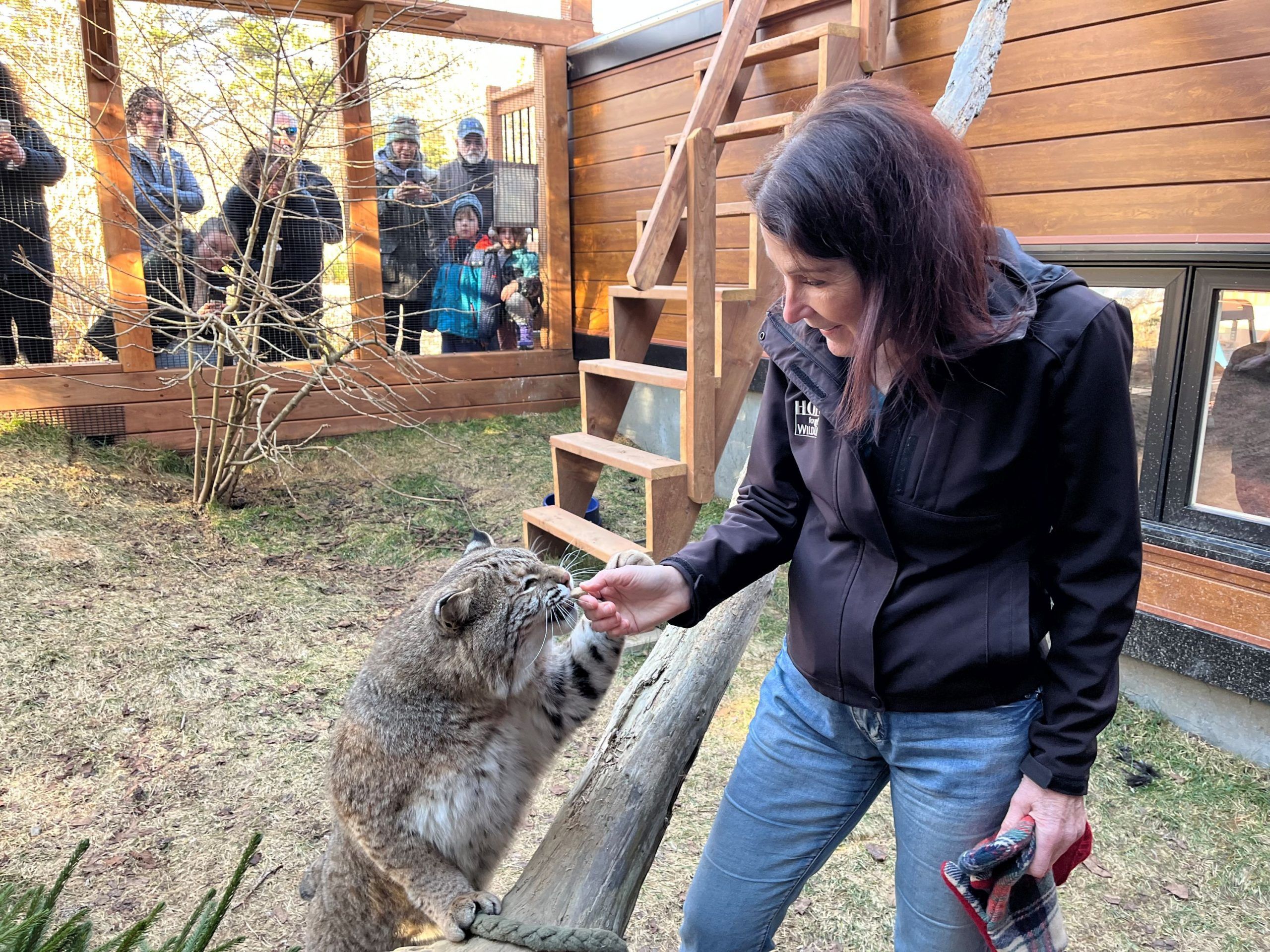 Jessie the bobcat a main attraction at Hope for Wildlife | PNI Atlantic ...