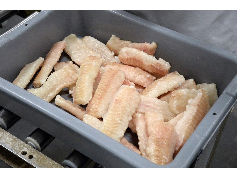 Arnold’s Cove plant processes first NL-caught northern cod since 1992 ...