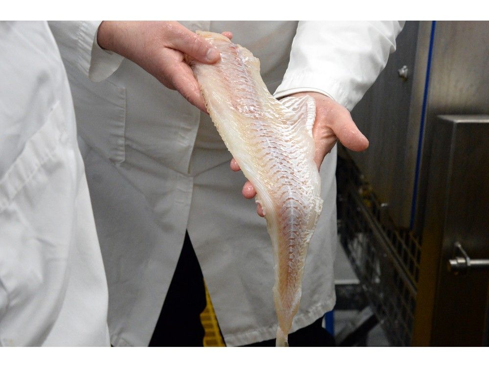 Arnold’s Cove plant processes first NL-caught northern cod since 1992 ...