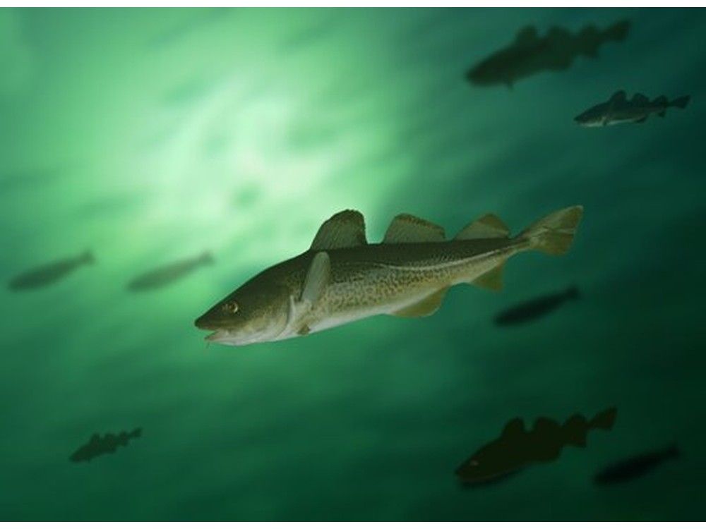 EU requesting to exchange of some of NL's northern cod for redfish ...