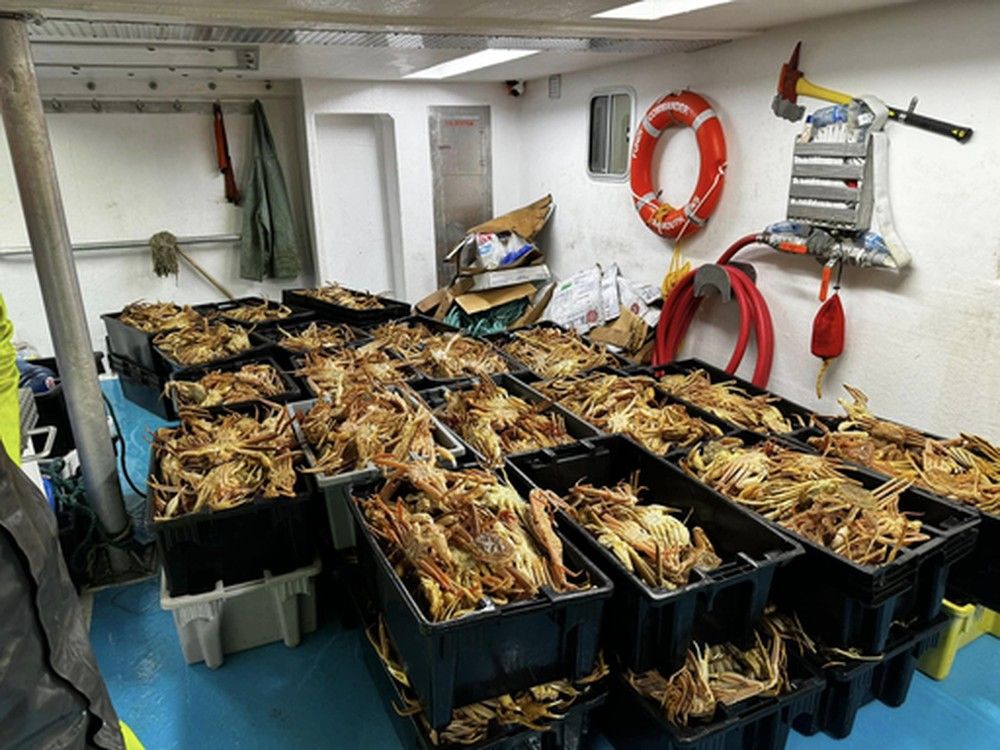 Latest DFO assessment indicates NL’s snow crab stock mostly healthy ...