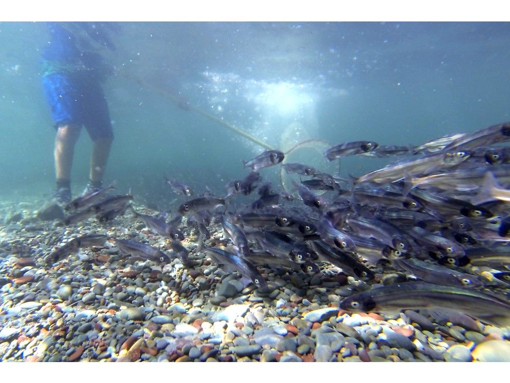 DFO more than doubling total allowable catch for NL northern cod | PNI ...