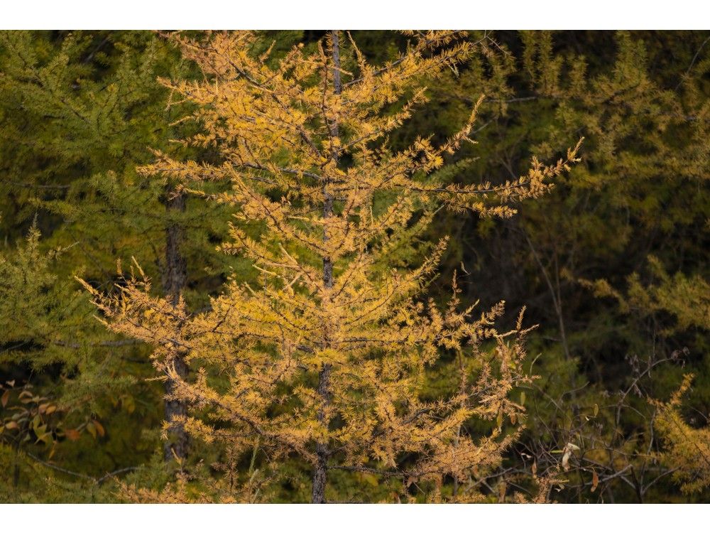 WALK IN THE WOODS: Our larch trees are under attack | PNI Atlantic News
