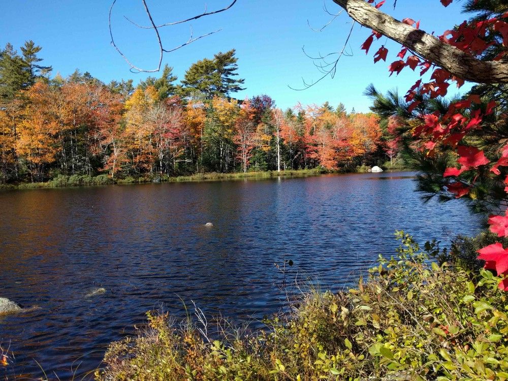 Lorber family donates 397 acres of land at Lynch Lake to Nature Trust ...