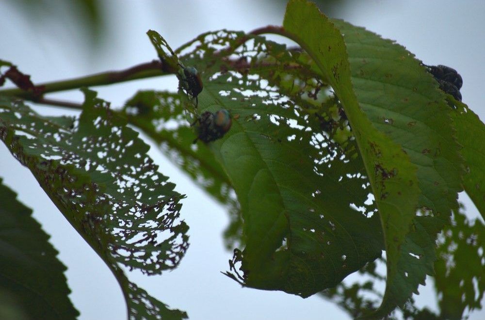 Dealing with invasive species during summer in PEI | PNI Atlantic News