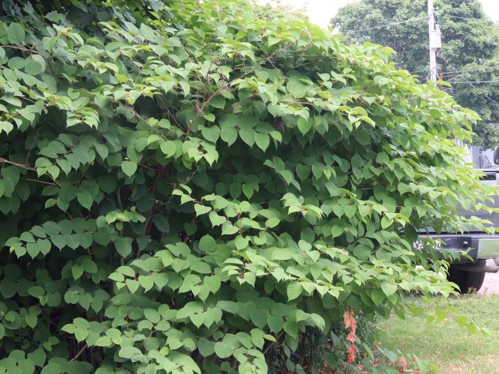 How to manage invasive species in PEI | PNI Atlantic News