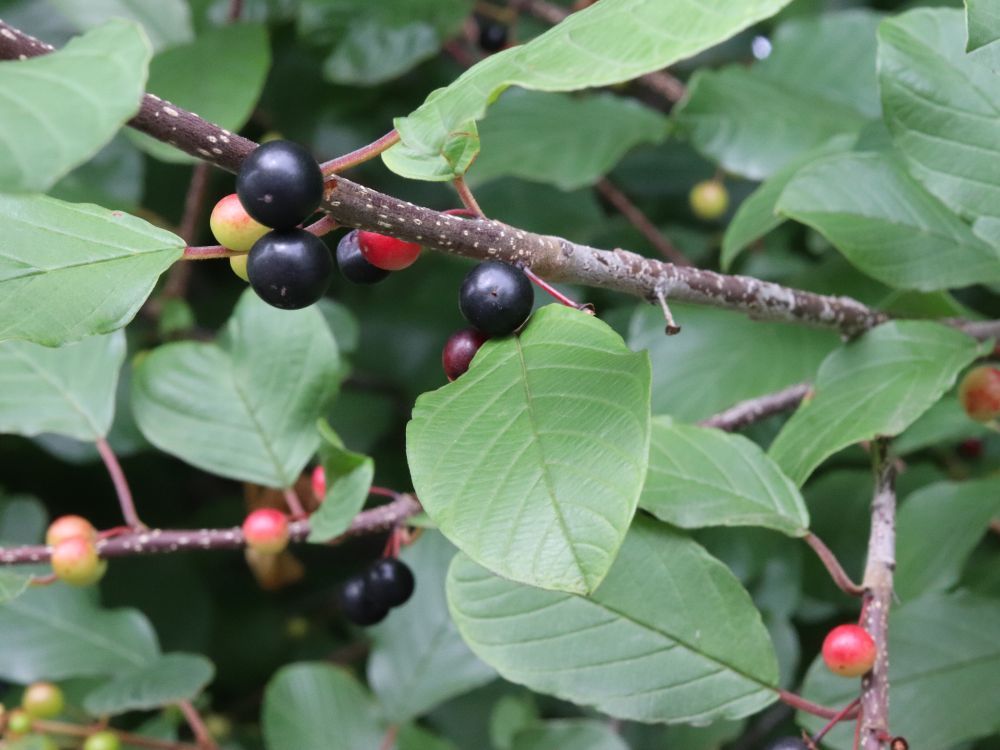 How to manage invasive species in PEI | PNI Atlantic News