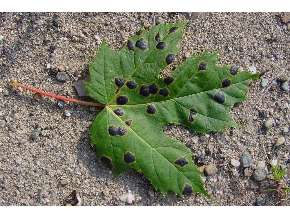 Maple trees being tarred by fungus | PNI Atlantic News