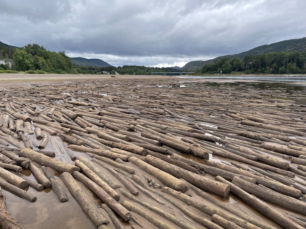 Logging past revealed as Deer Lake/Humber River water levels drop | PNI ...