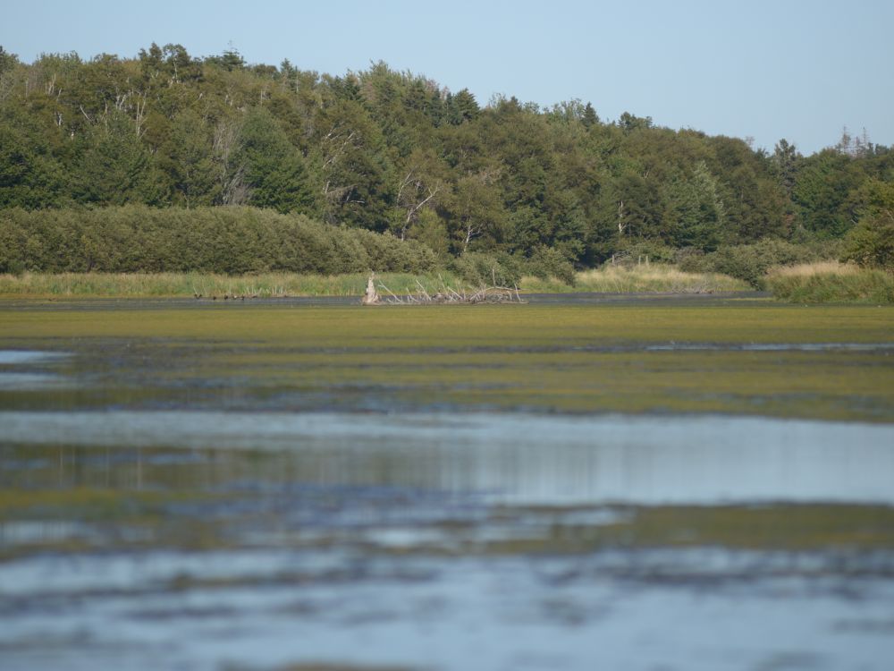 Filamentous macroalgae growth spotted at PEI's Scales Pond | PNI ...