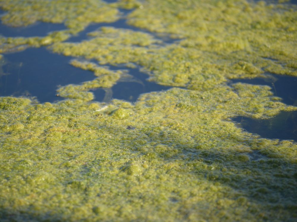 Filamentous macroalgae growth spotted at PEI's Scales Pond | PNI ...