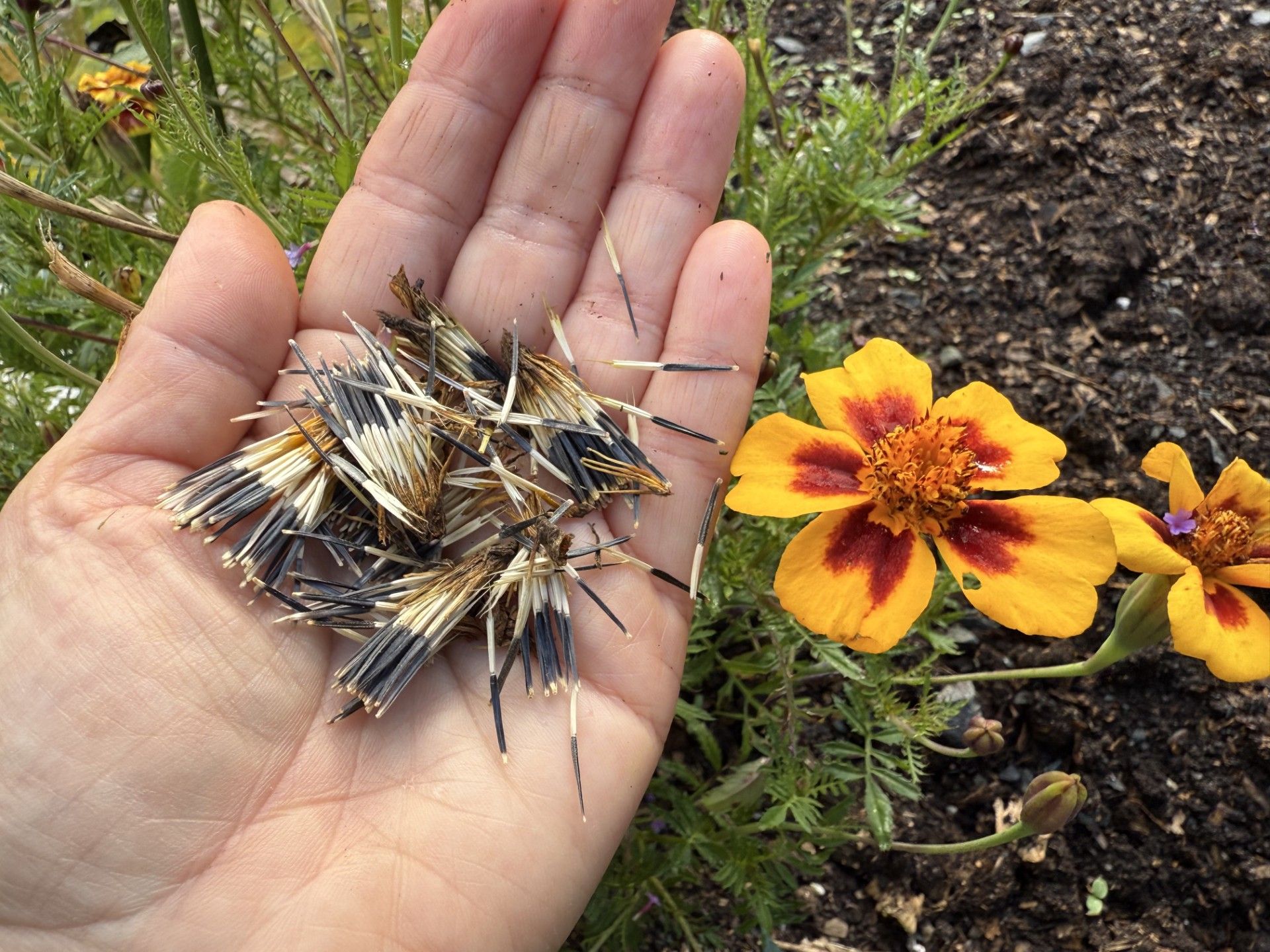 Six seeds to collect from your garden and how to do it right | PNI ...