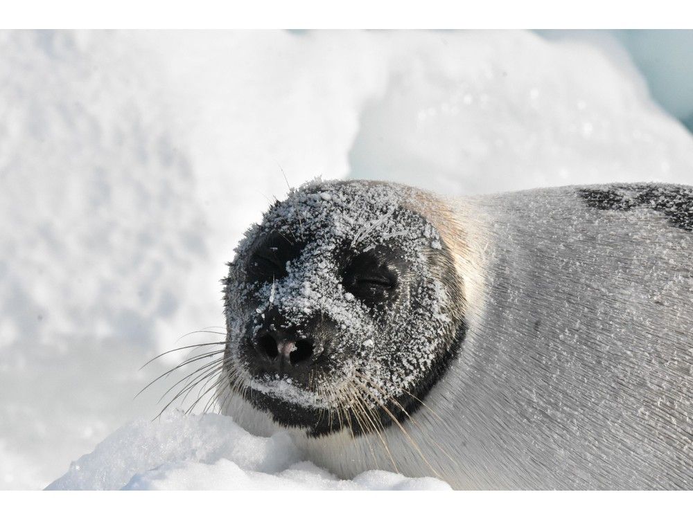How much are harp seals holding back NL groundfish stock recovery ...