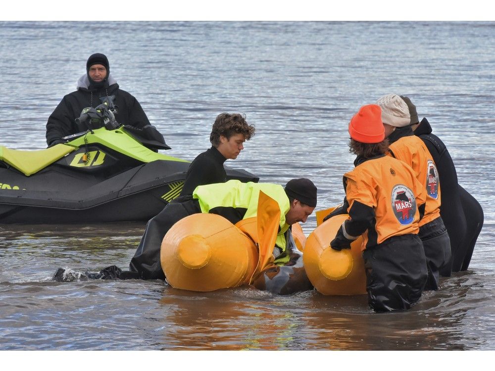 Stranded pilot whale rescued in Cow Bay, Nova Scotia | PNI Atlantic News