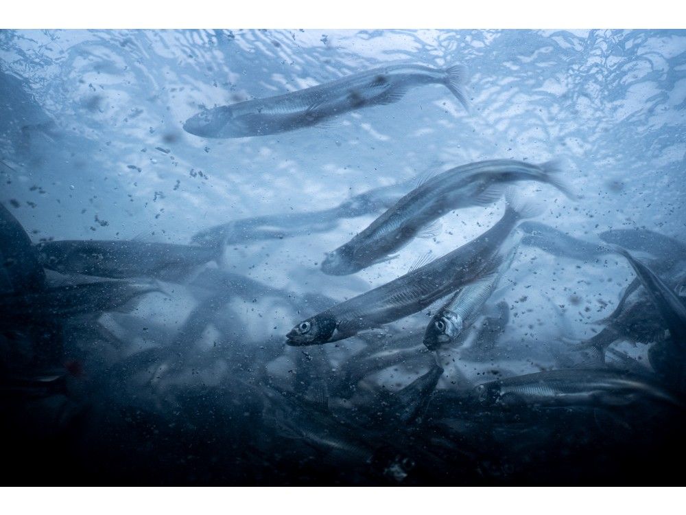 Oceana Canada urges DFO to do more to protect depleted fish stocks ...