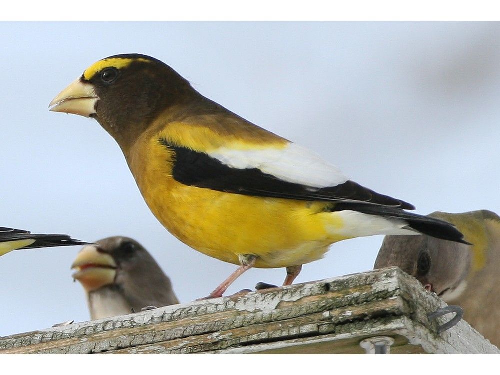 BRUCE MACTAVISH: Our favourite finch | PNI Atlantic News