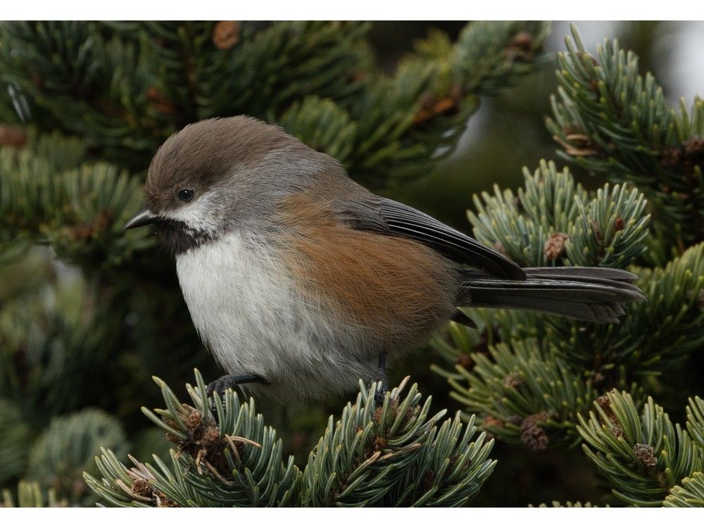 BRUCE MACTAVISH: How to tell the difference between NL's chickadees ...