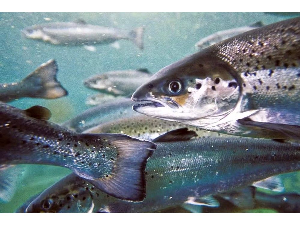 NL fish farm says weather hampered latest mortality remediation effort ...