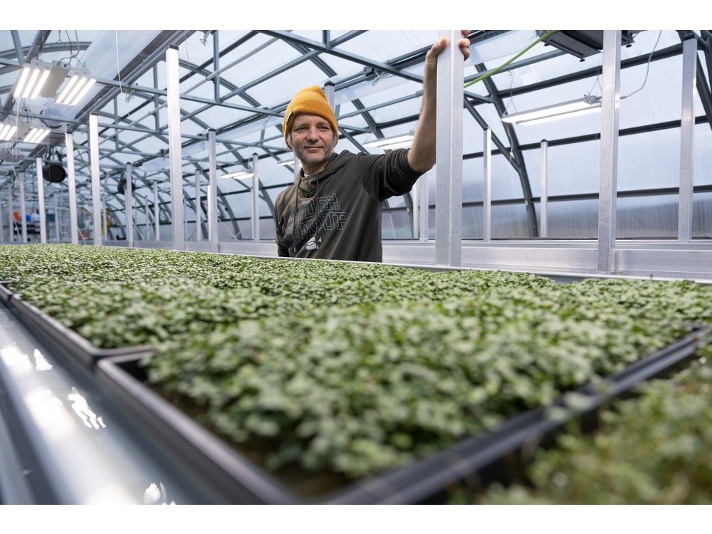 NS farmpreneur pushes power of micro broccoli as cancer-fighting food ...