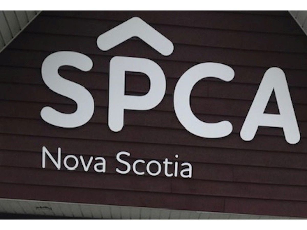 Dog groomer pleads not guilty to Dartmouth animal cruelty charges | PNI ...