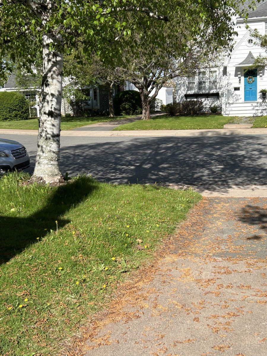 A Walk in the Woods: The miracle and nuisance of tree pollen | PNI ...