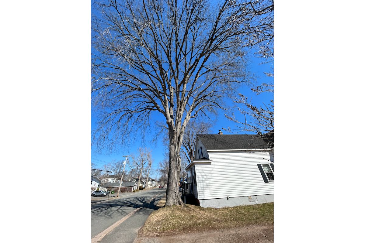 A Walk in the Woods: Location is crucial in tree planting | PNI ...