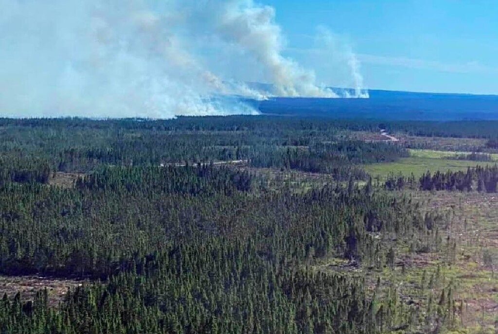Penalties raised for deliberately starting a forest fire in NL | PNI ...