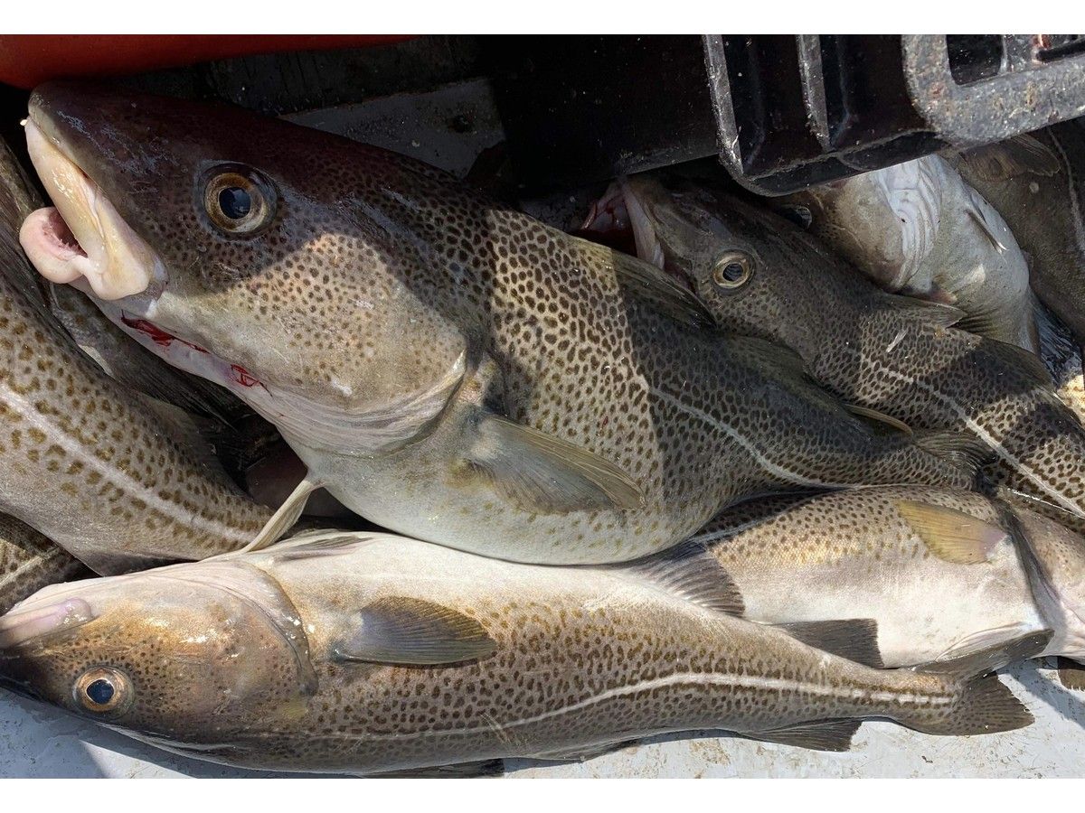 Are NL’s latest Northern cod quotas adequate, insufficient or risky ...