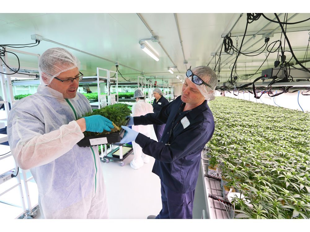 OCS: Original strain names, increased product info a focus for legal ...