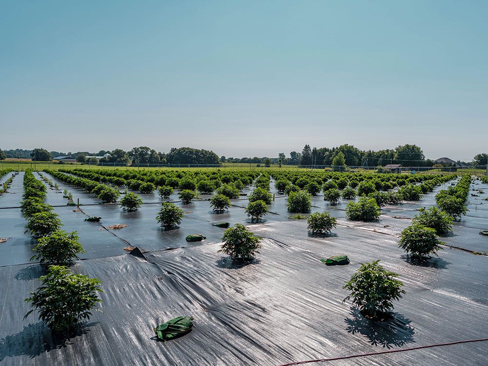 Support local retail cannabis in the London area | The Growthop